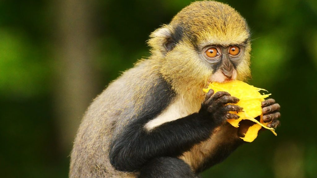 O Jardim do Macaco – Instituto Kriya Yoga